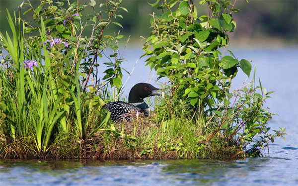 Help Keep Loons on Your Lake | Artificial Nesting Platform