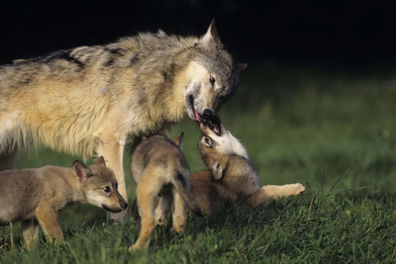 An Inside Look at the Wolf Pack