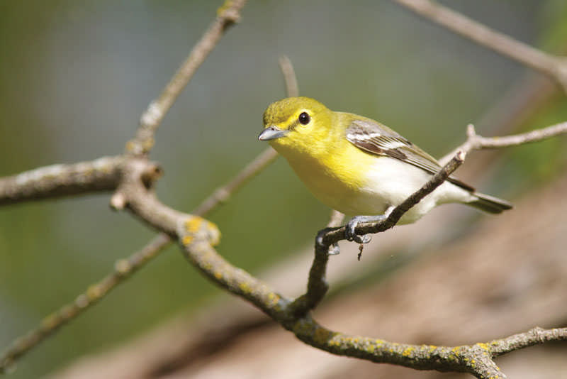 Bird Watch: Vireos